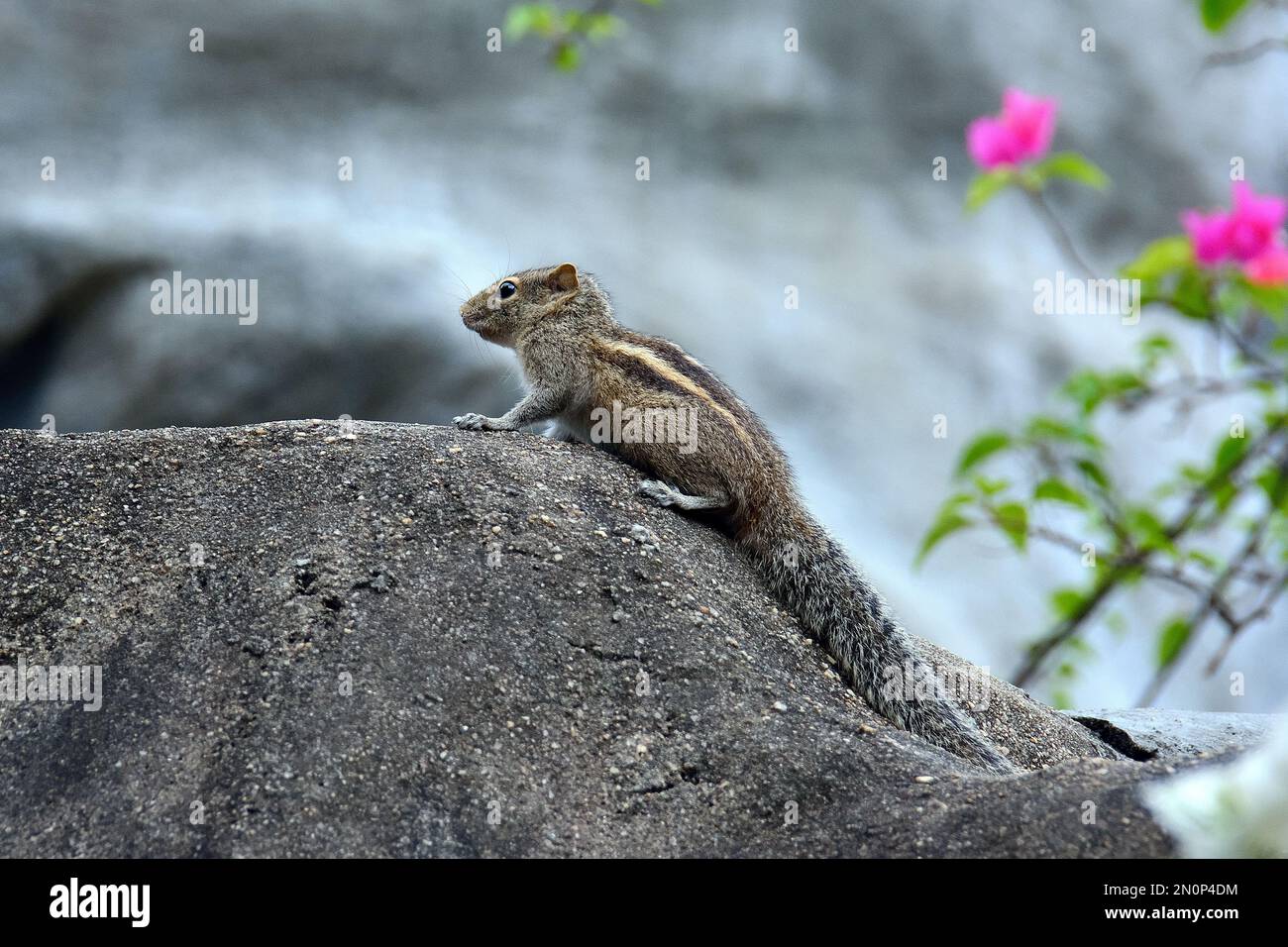Indian palm squirrel, three-striped palm squirrel, Funambulus palmarum ...