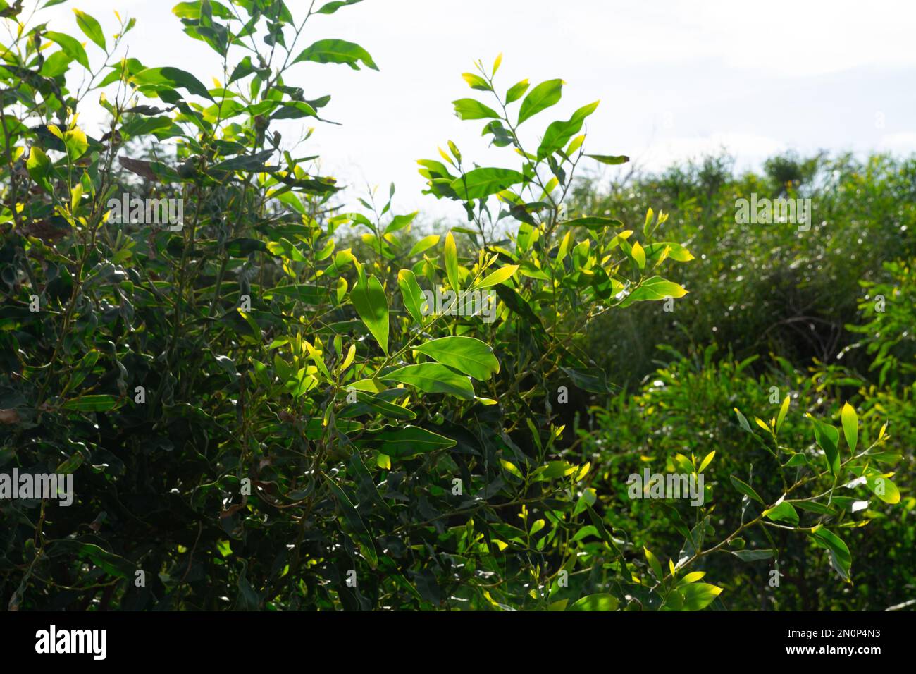 Close up greenery hi-res stock photography and images - Alamy