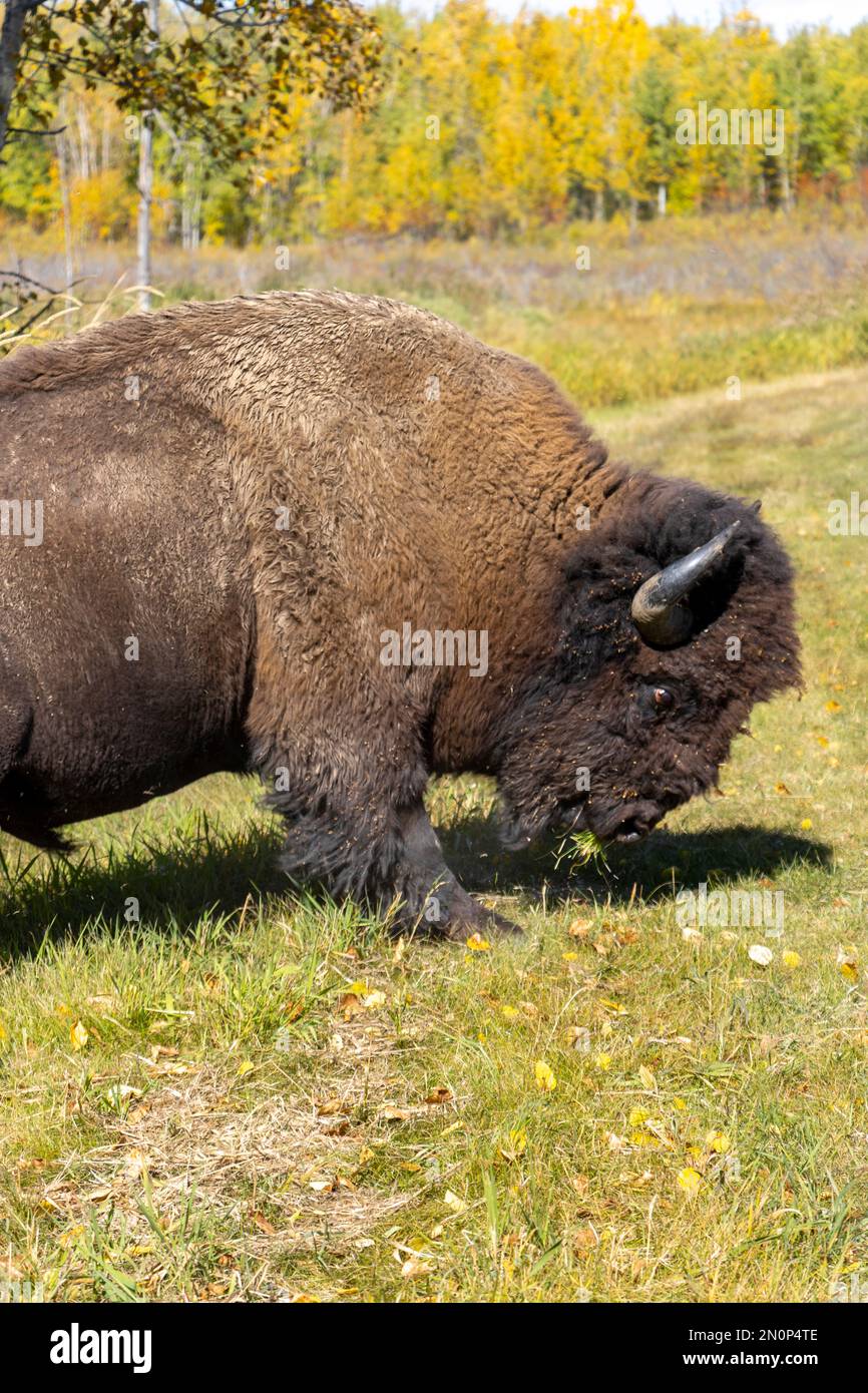 Bison profile canada hi-res stock photography and images - Alamy