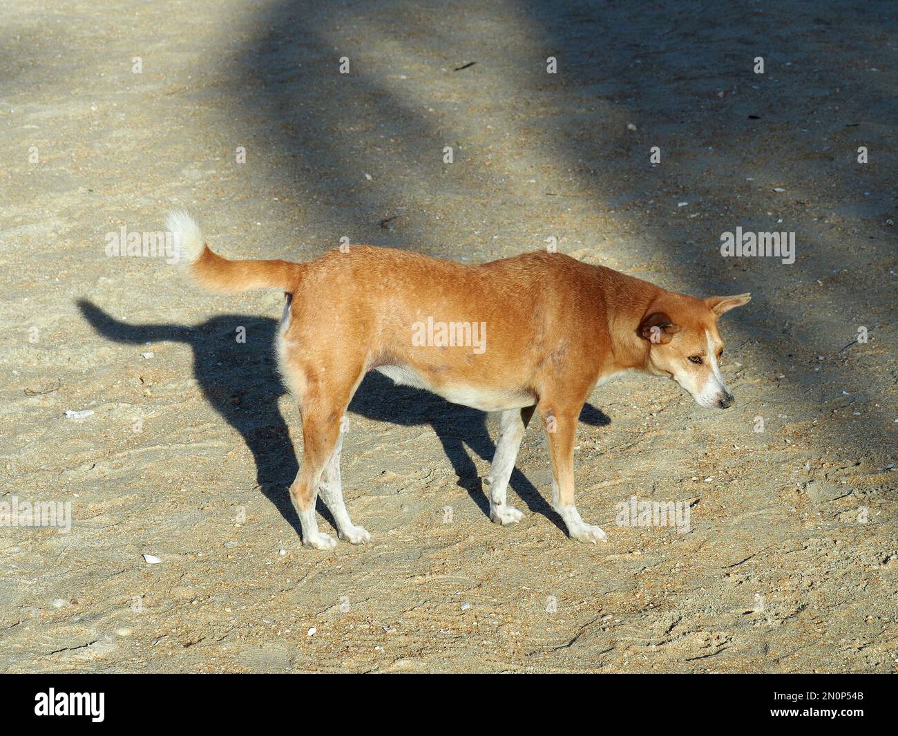 dog, Haushund, Chien, Canis lupus familiaris, kutya, Srí Lanka, Asia ...