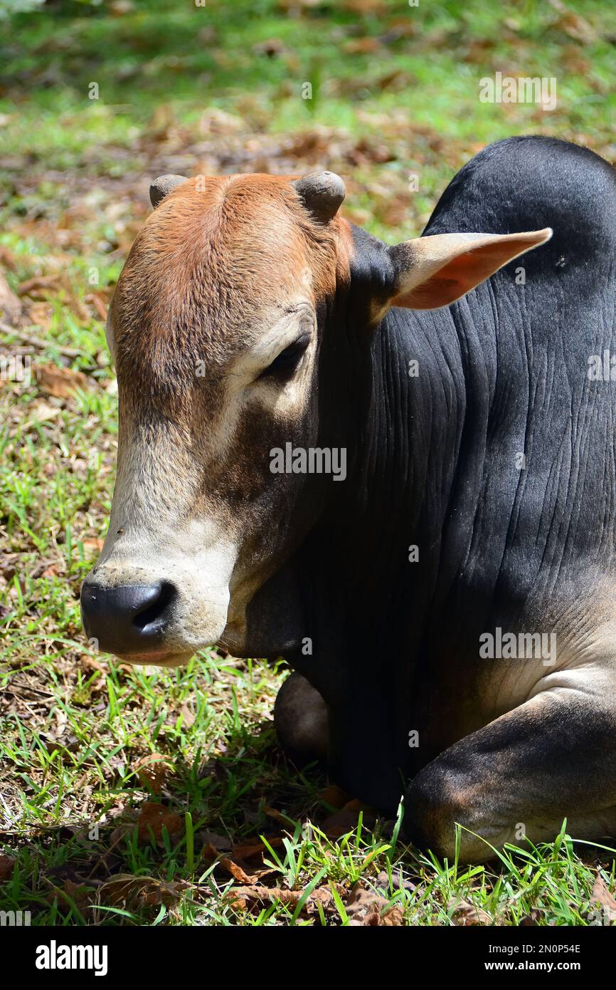 Bos indicus hi-res stock photography and images - Alamy