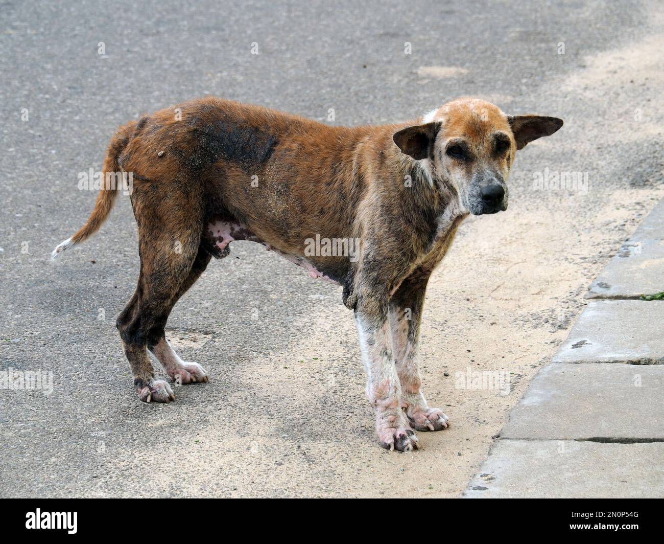 dog, Haushund, Chien, Canis lupus familiaris, kutya, Srí Lanka, Asia ...