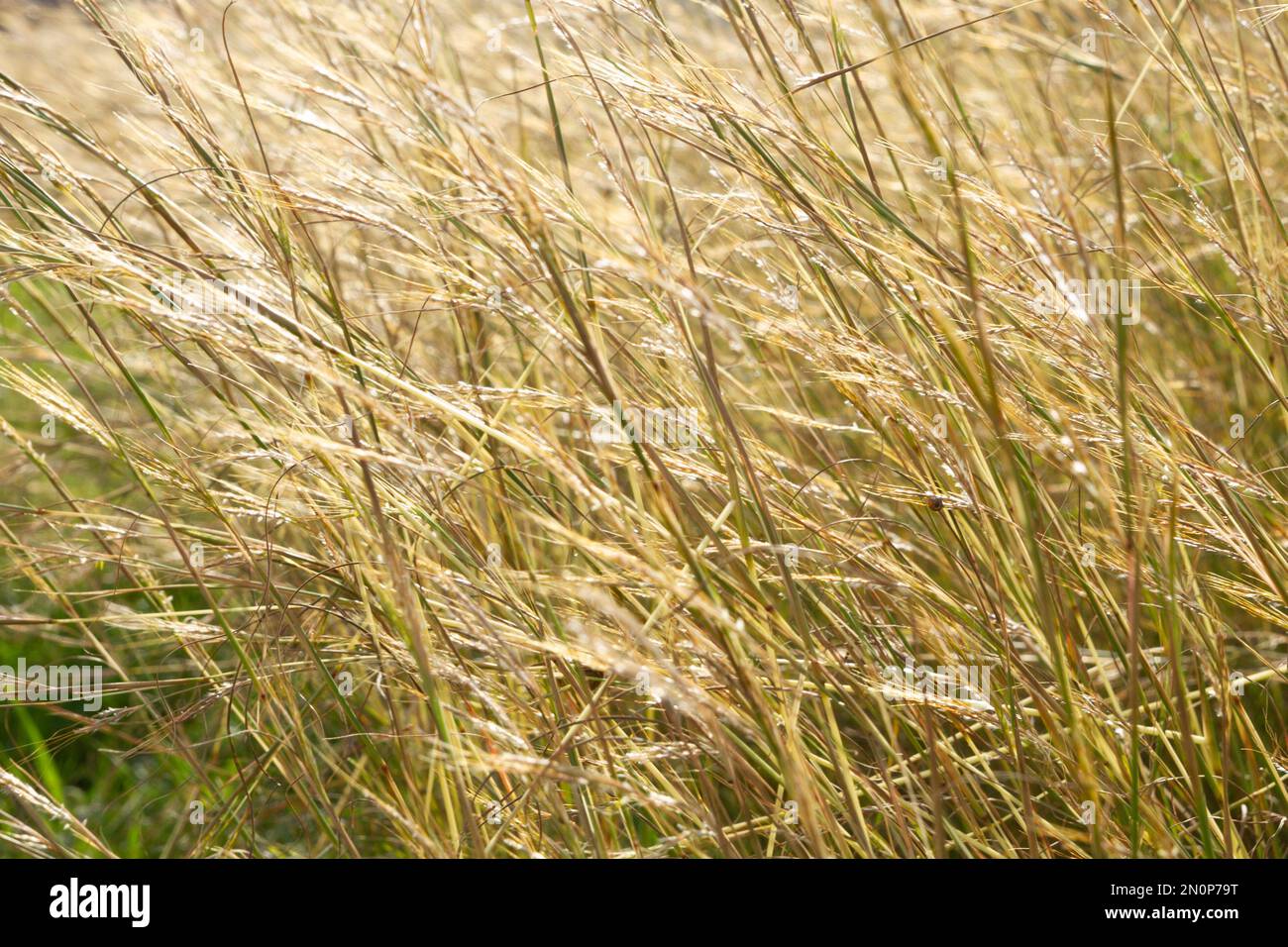 Wild spikelets in soft hi-res stock photography and images - Alamy