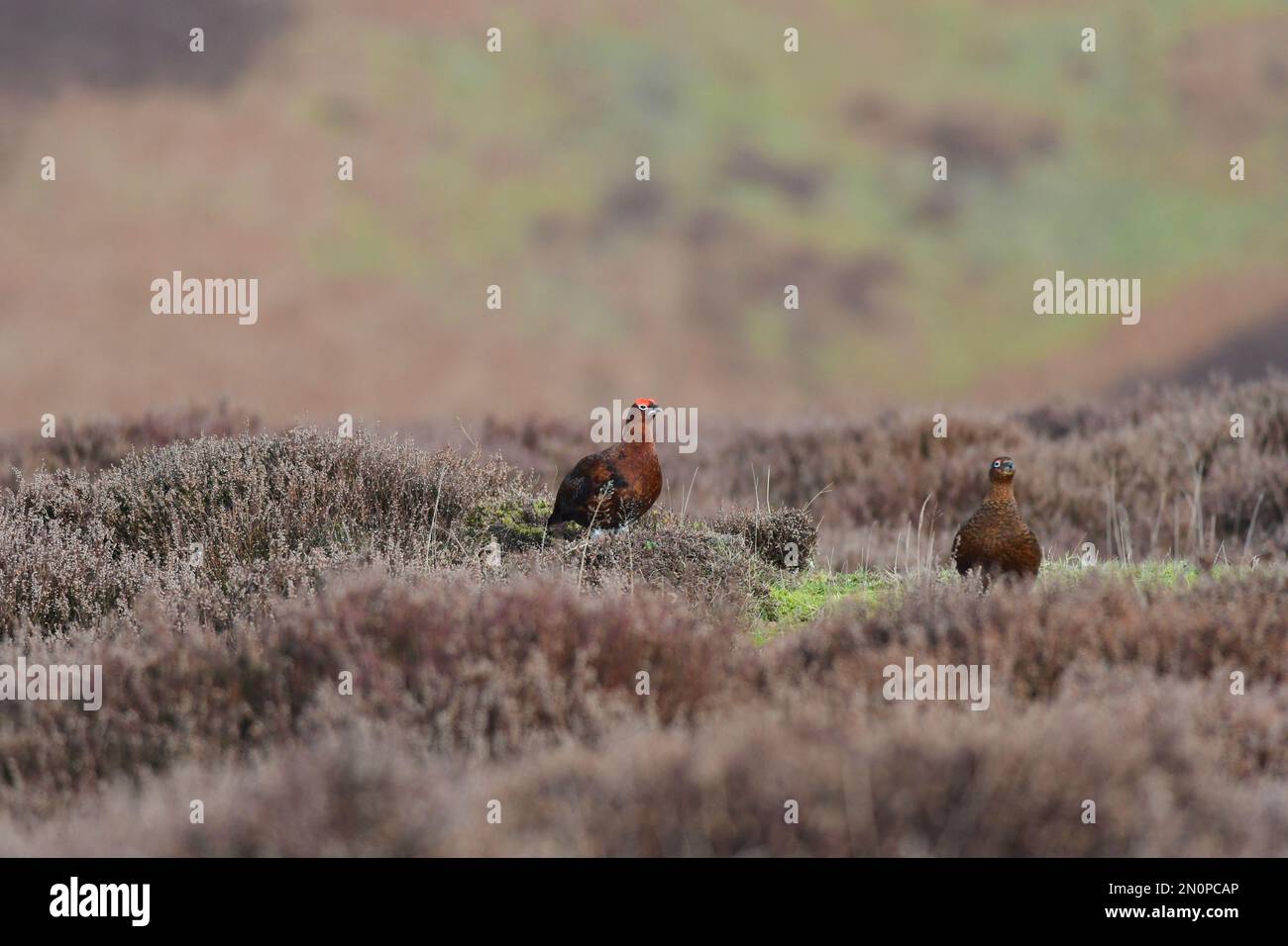 Driven grouse moorland hi-res stock photography and images - Alamy