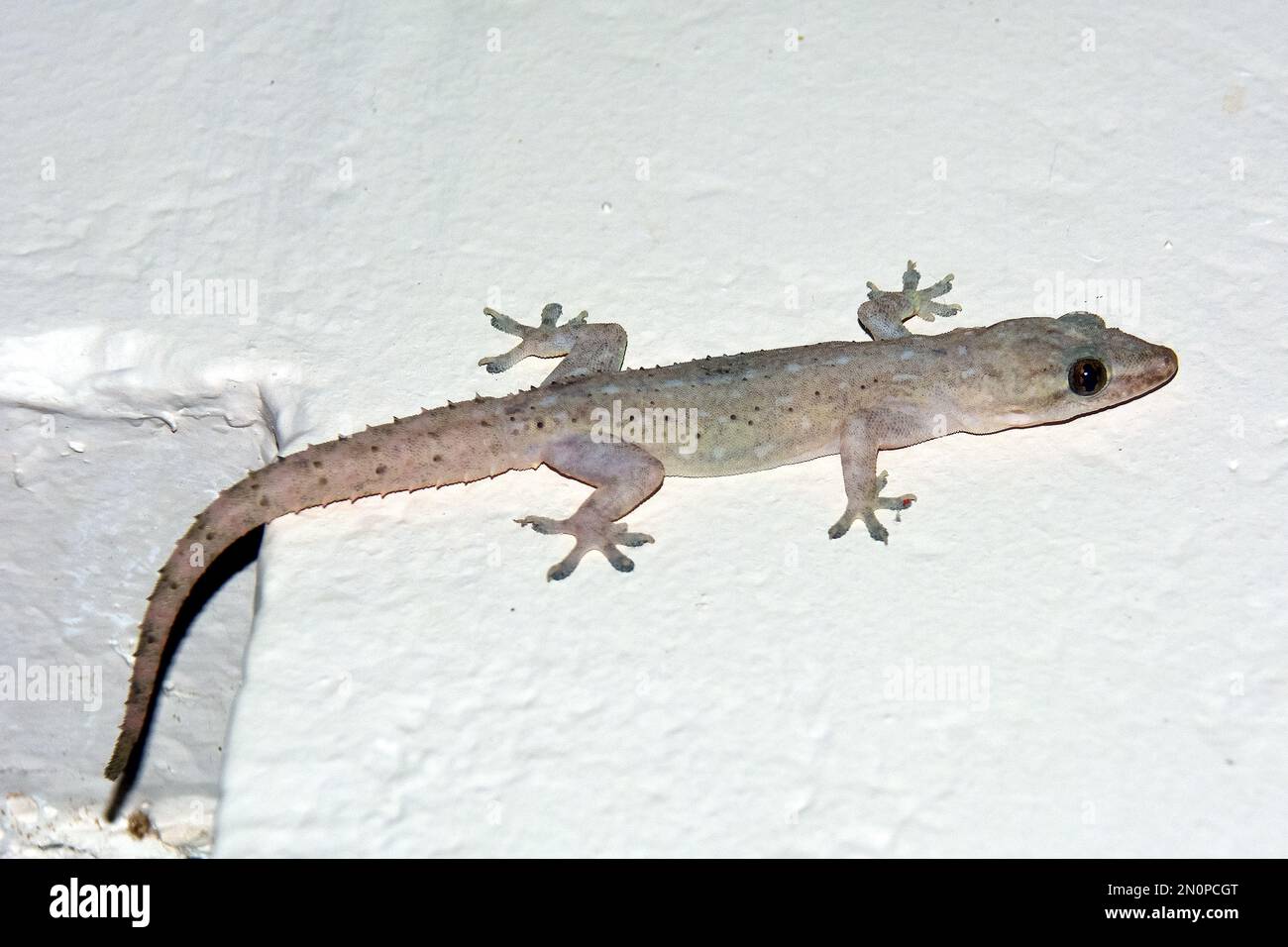 Azsiai hazigekko hi-res stock photography and images - Alamy