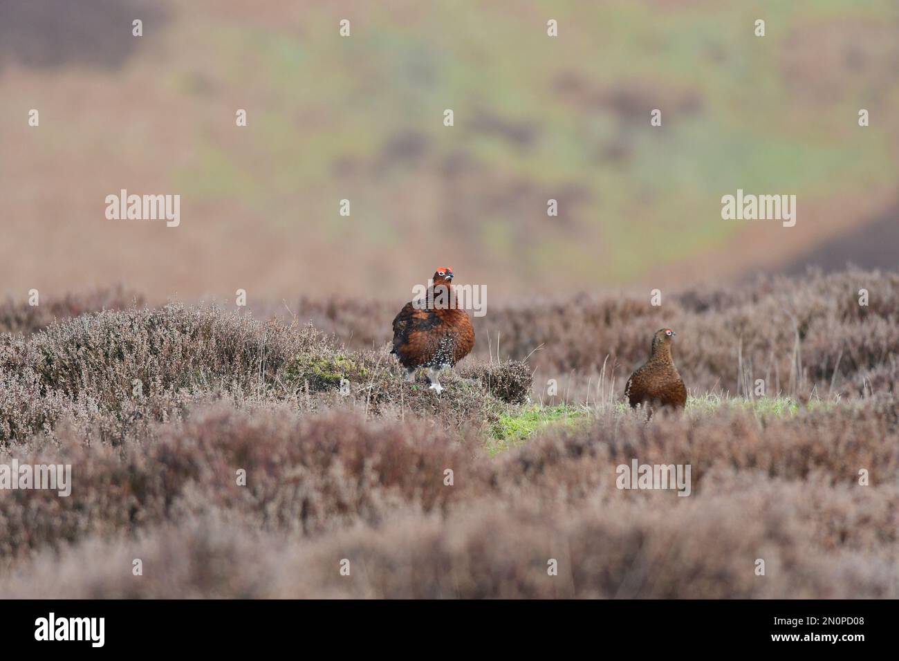 Driven grouse moorland hi-res stock photography and images - Alamy