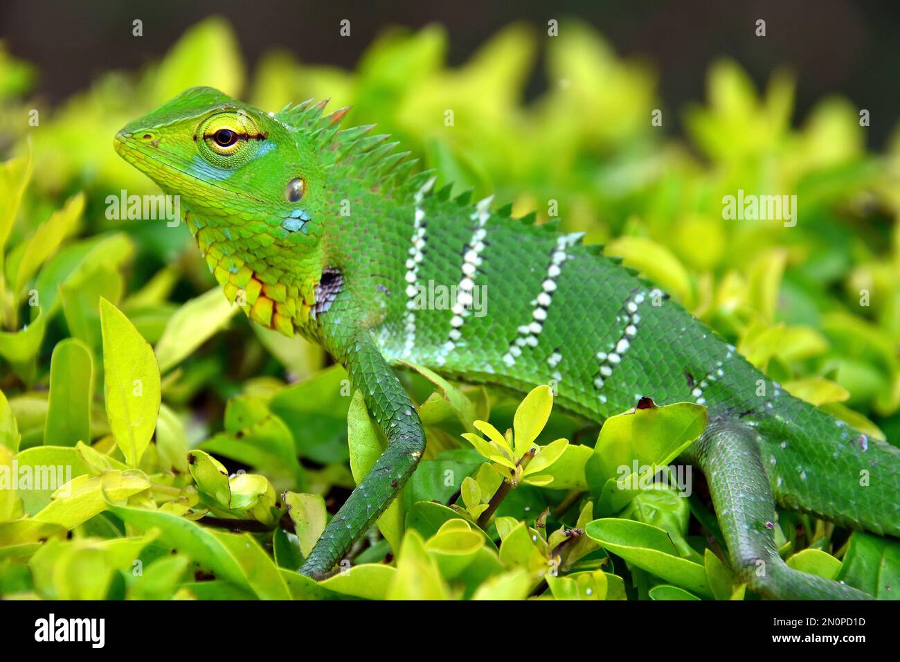 common green forest lizard, Green Forest Calotes, Sägerückenagame ...