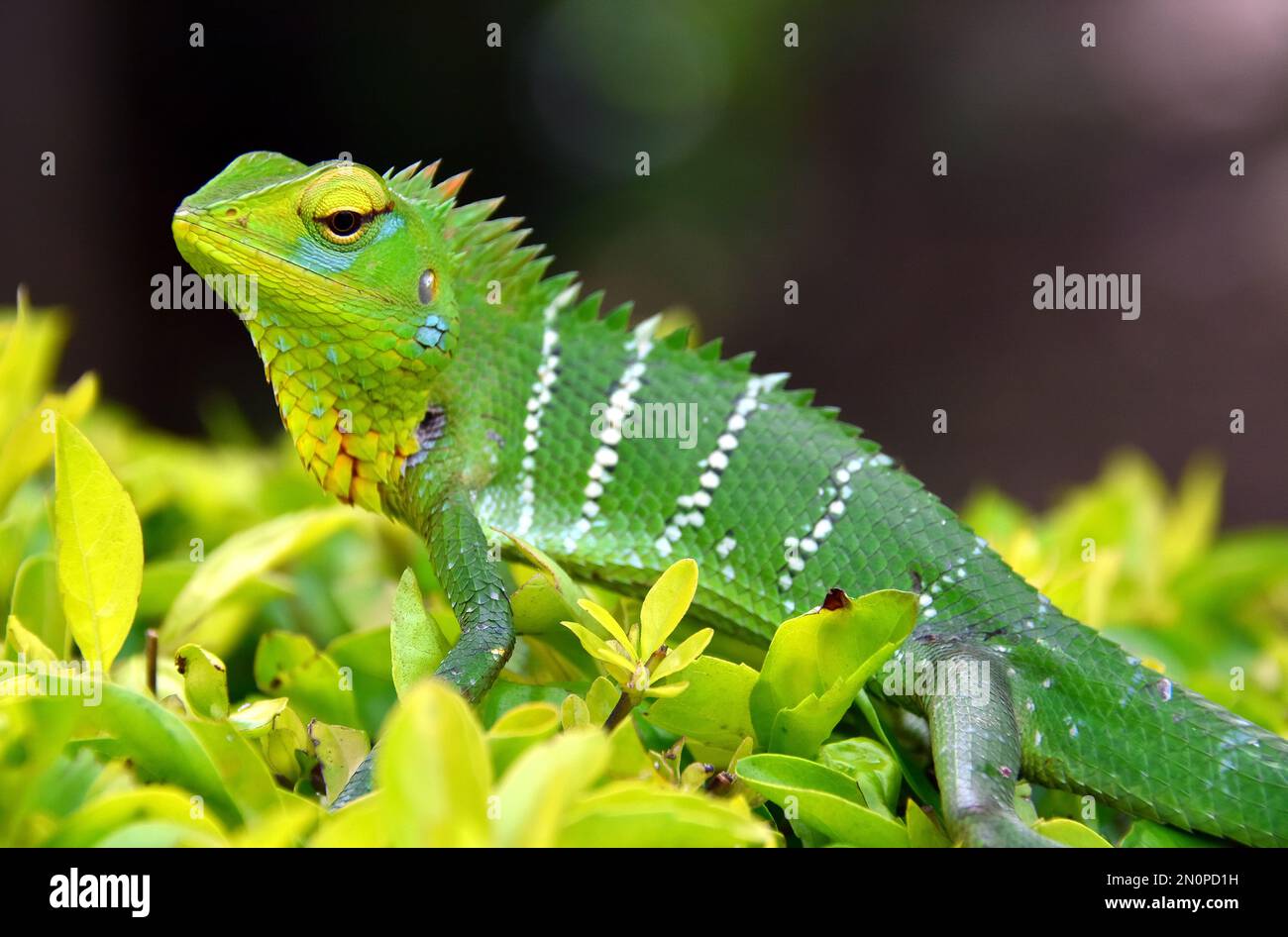 Iguania of asia hi-res stock photography and images - Alamy