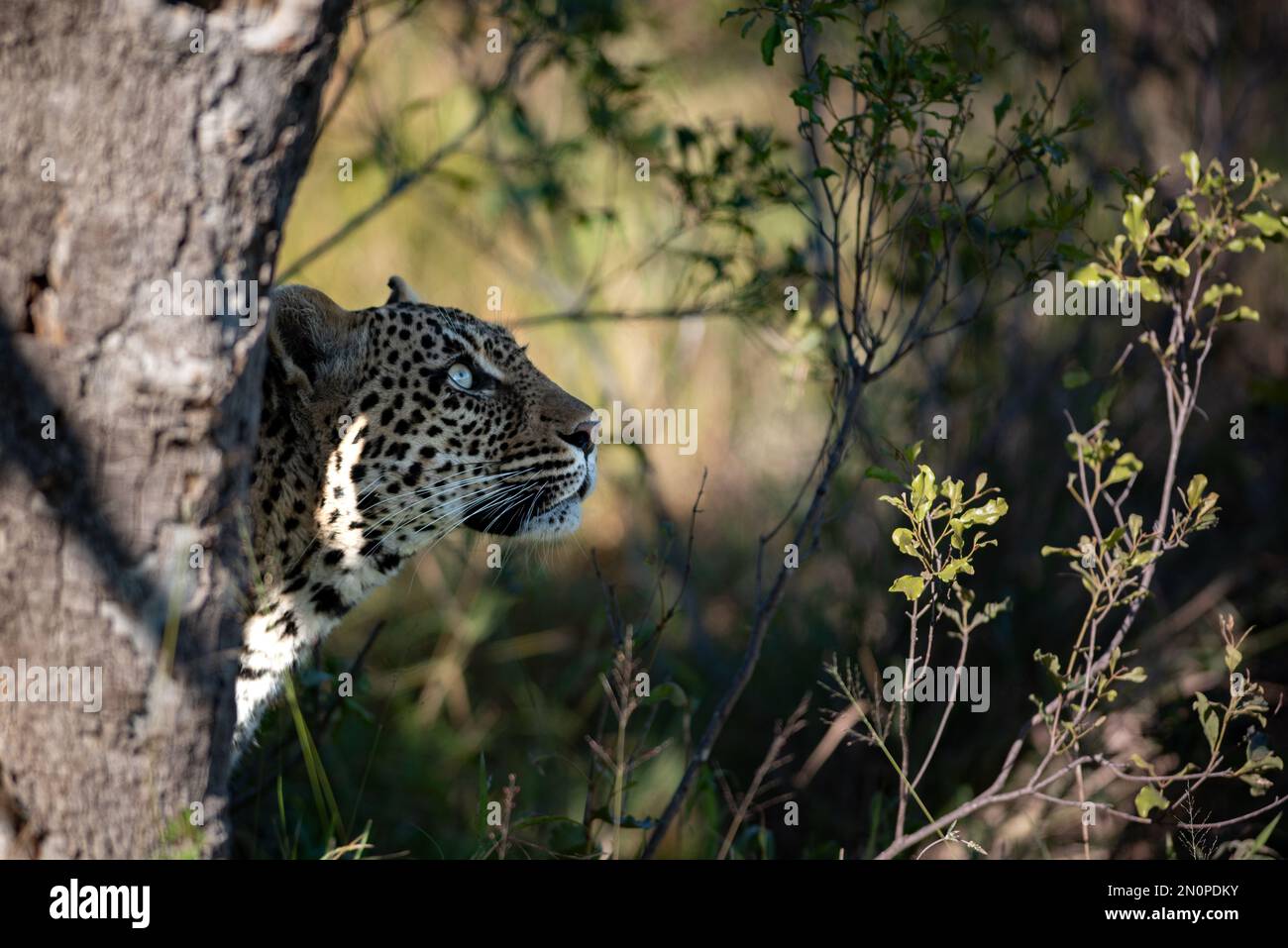 A side profile of a leopard, Panthera pardus, gazing upwards Stock ...