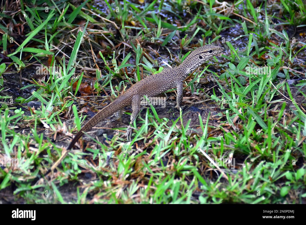 Lat 6 29726900 hi-res stock photography and images - Alamy