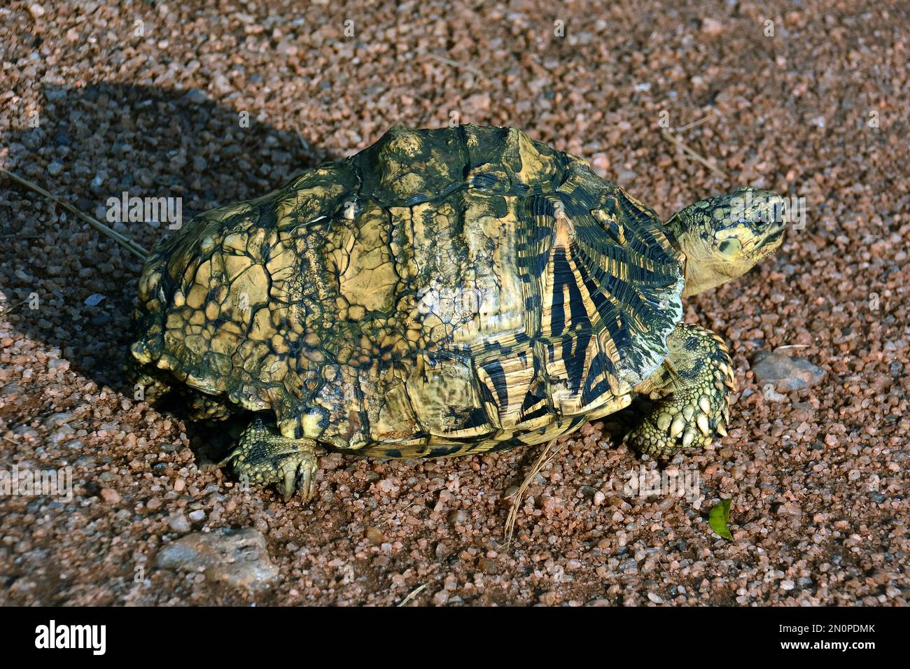 Indian star tortoise, Indische Sternschildkröte, Tortue étoilée d'Inde ...