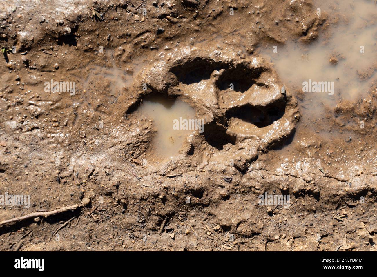 Mud puddle in woods hi-res stock photography and images - Alamy