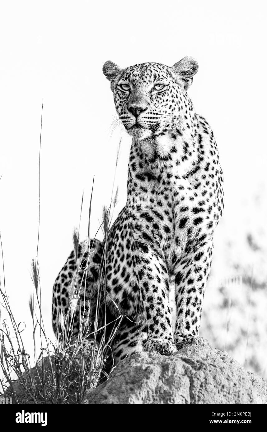 A leopard, Panthera pardus, sits on top of a termite mound and stares ...
