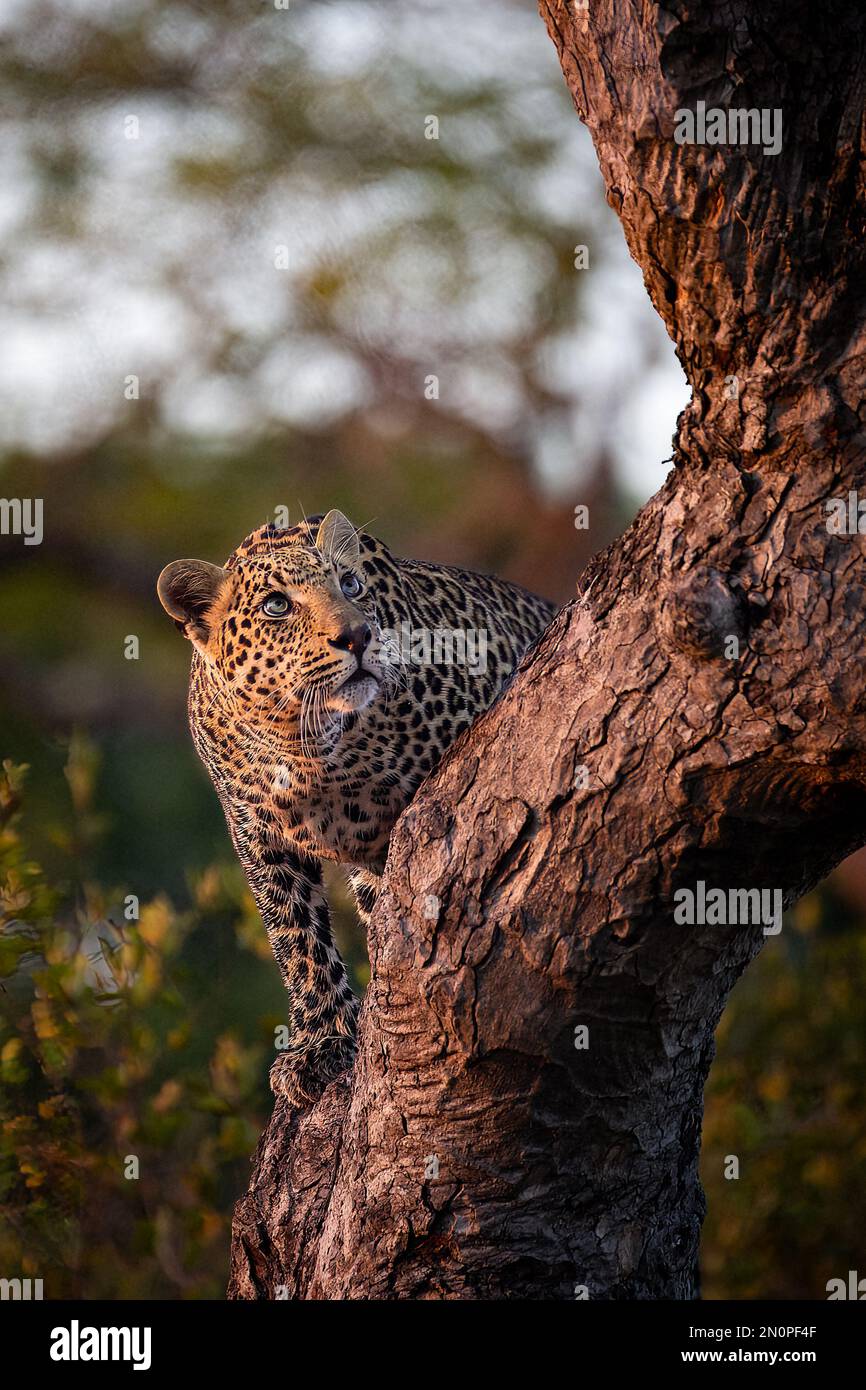 Leopard looks up tree hi-res stock photography and images - Alamy