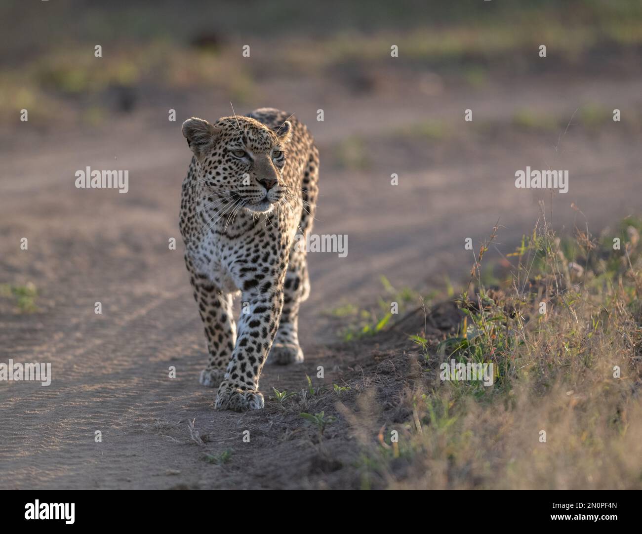 A leopard, Panthera Pardus, walks along a dirt path Stock Photo - Alamy