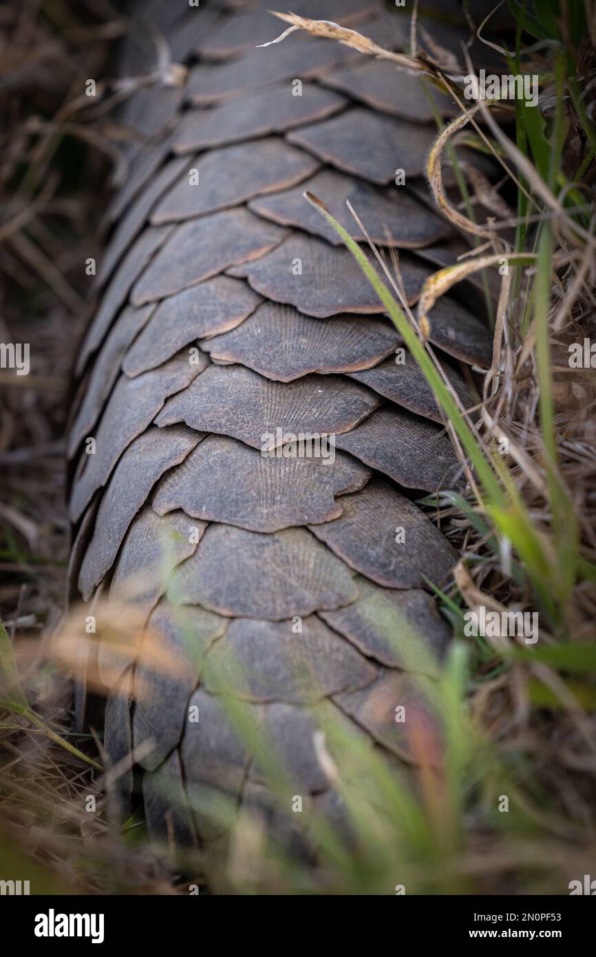 A close- up of a pangolin's tail Stock Photo - Alamy