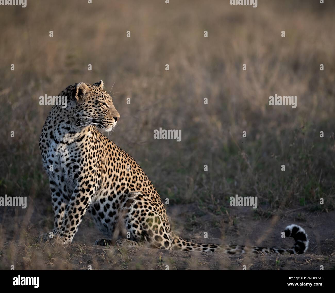 A leopard, Panthera Pardus, sits on the ground and turns to look behind ...