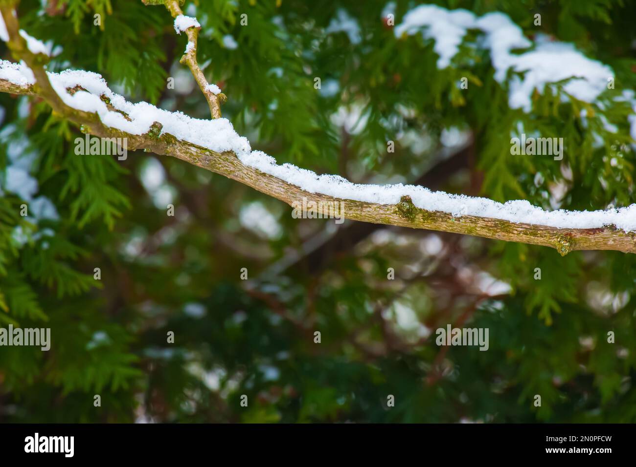 Branches of ginkgo biloba in winter. The branches of a tree without ...