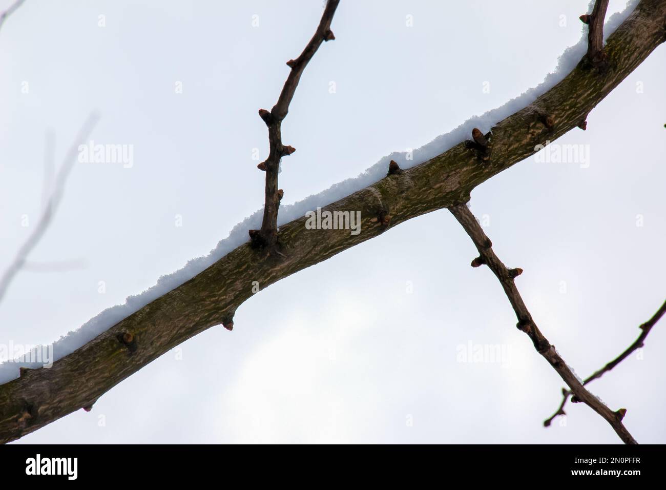 Branches of ginkgo biloba in winter. The branches of a tree without ...