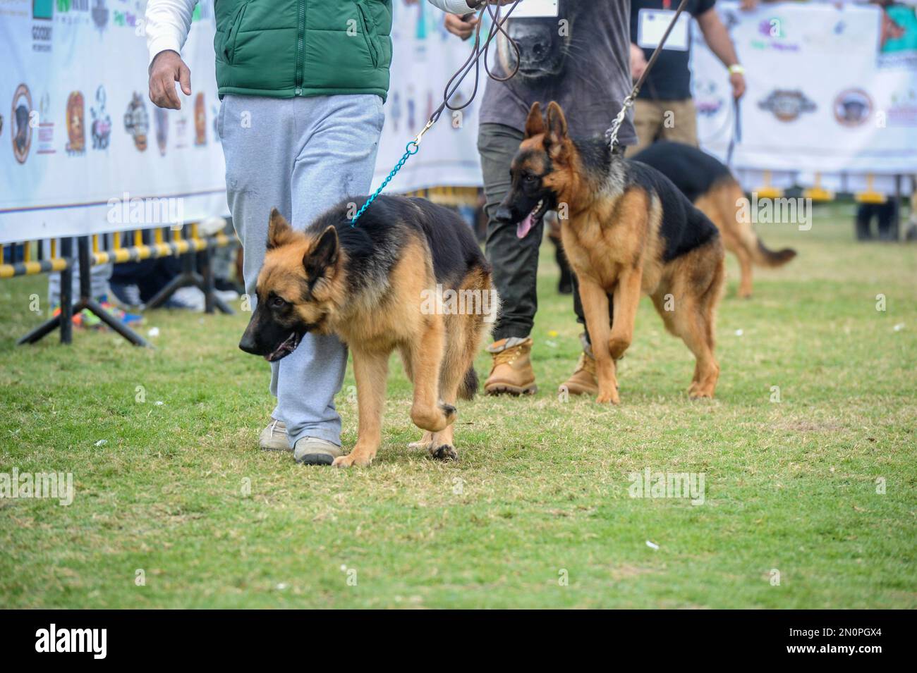 German Shepherd dogs participate in the first international tournament ...