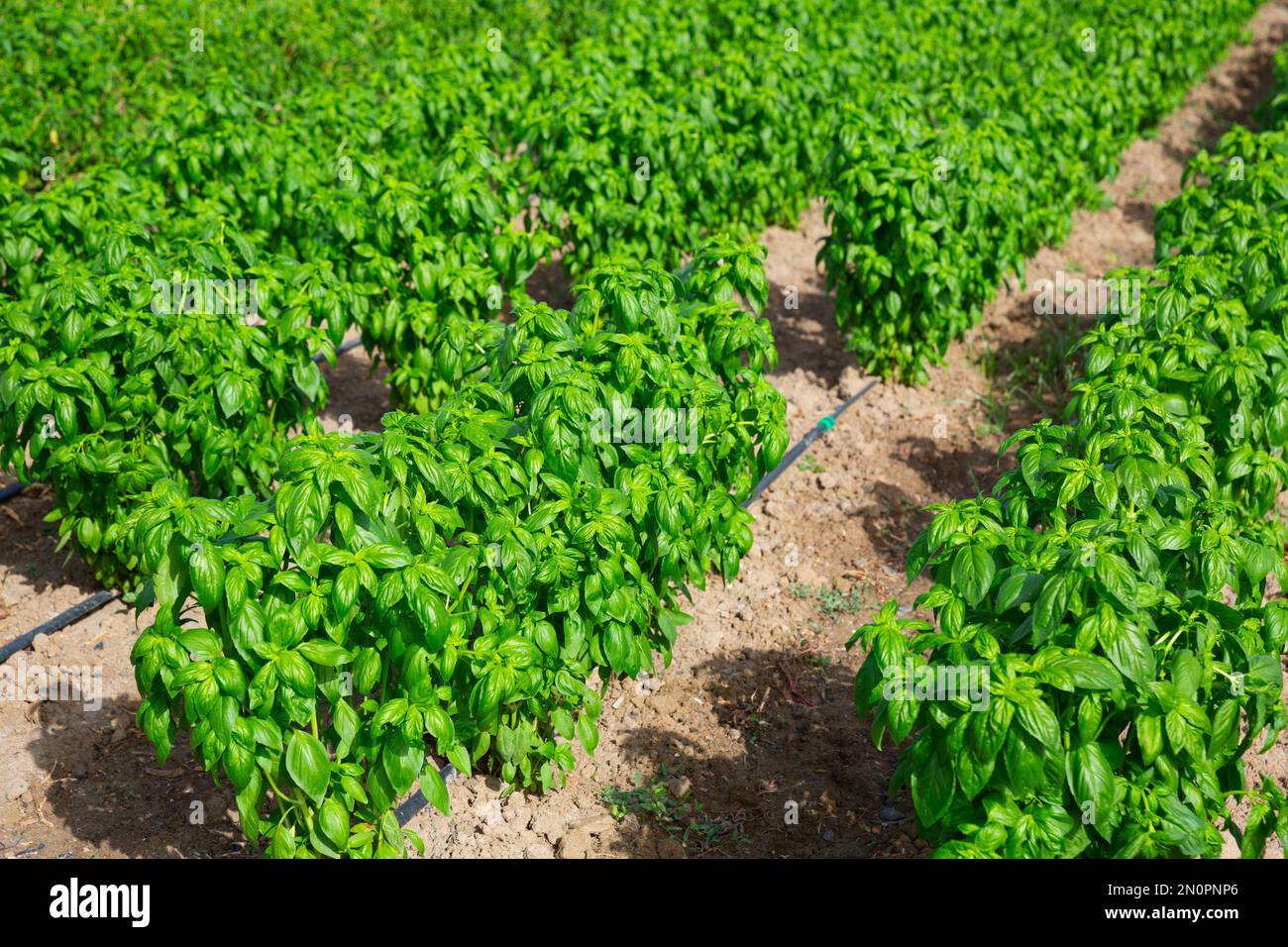 Greenhouse basil production hi-res stock photography and images - Alamy