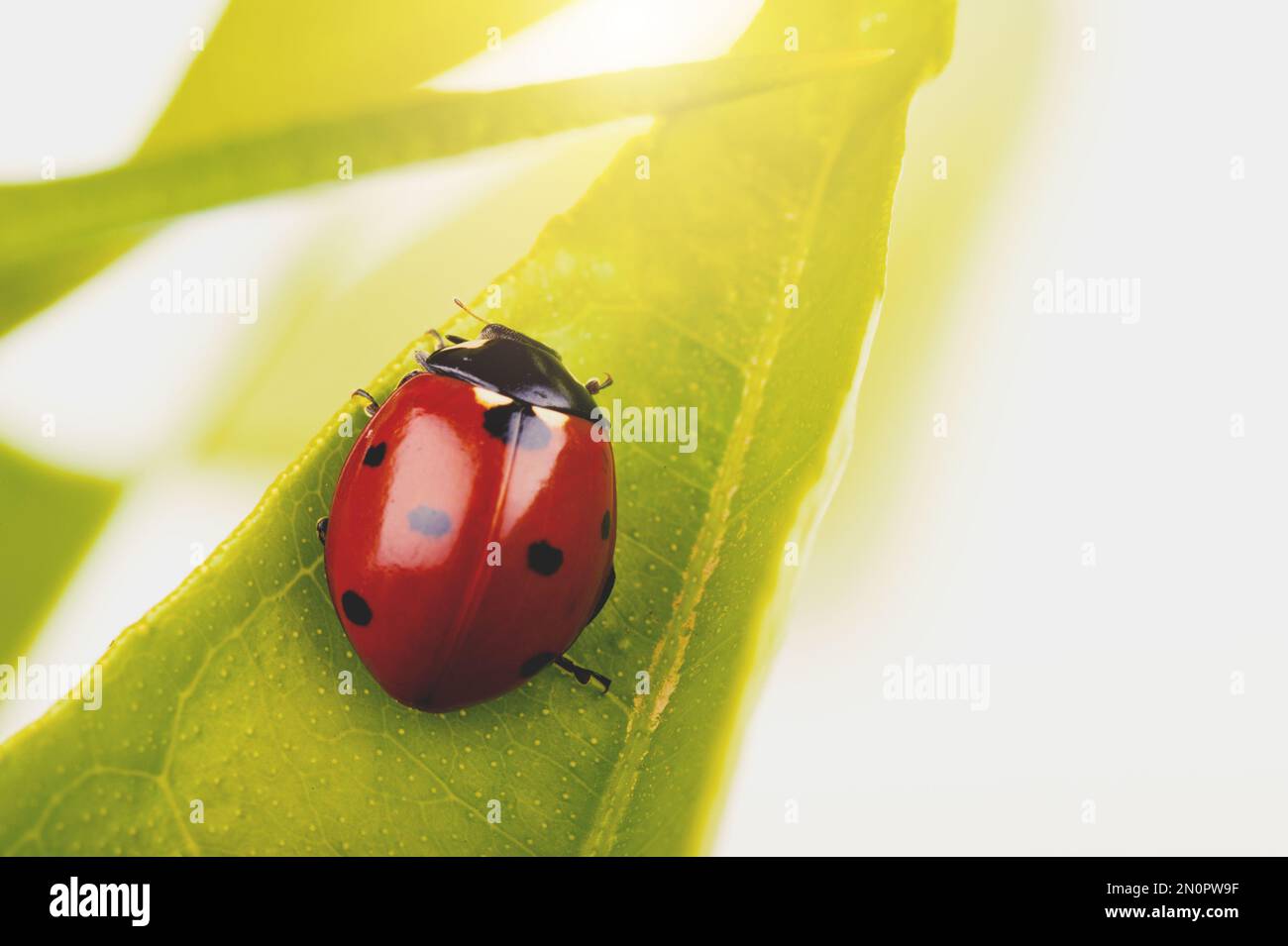 Clouse-up of a ladybug over a green leaf Stock Photo - Alamy