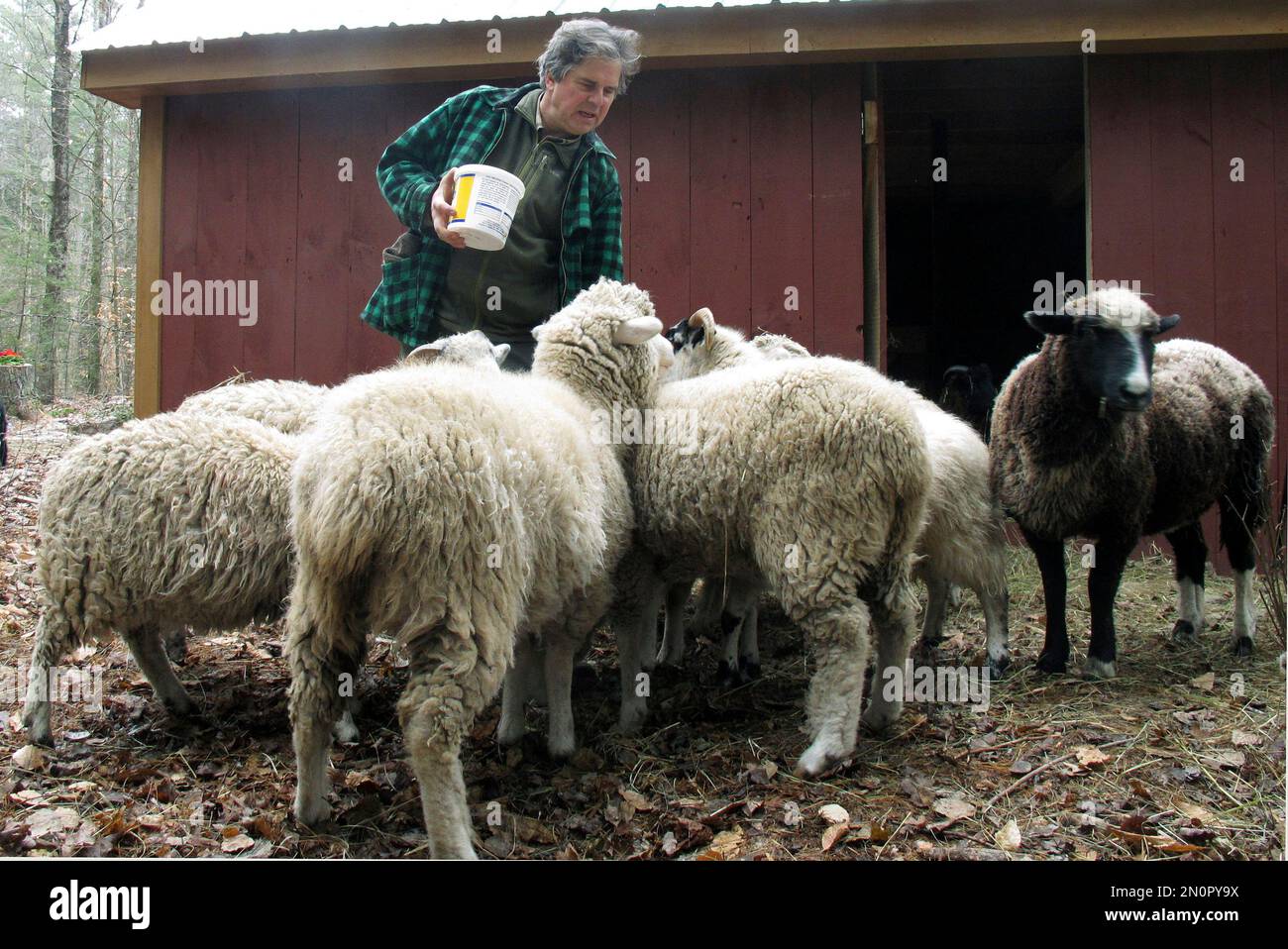 In this Dec. 1, 2015 photo, John Churchman feeds sheep in his barnyard ...
