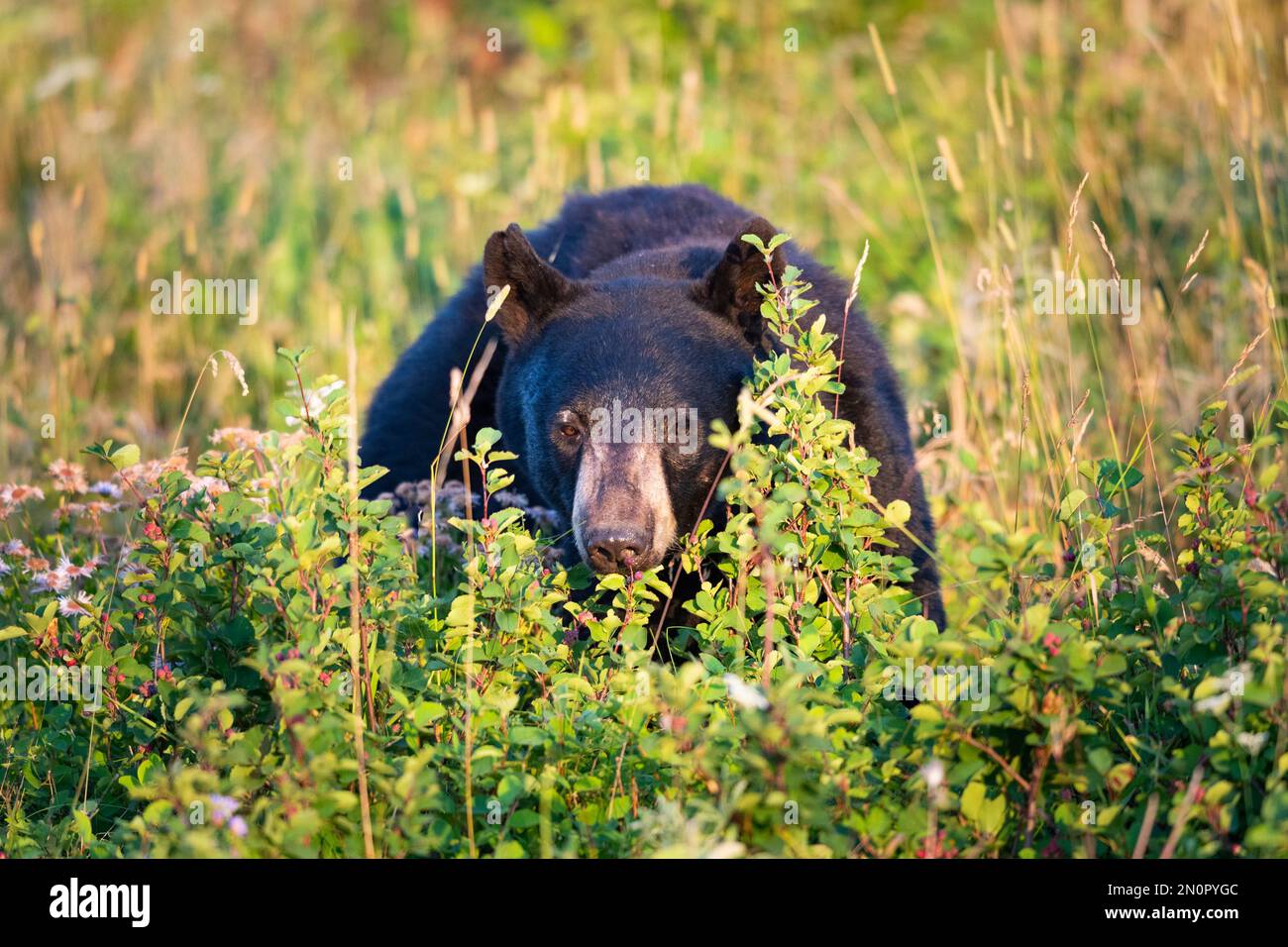 Wild Black Bear feeding on berries in Waterton National Park Alberta ...