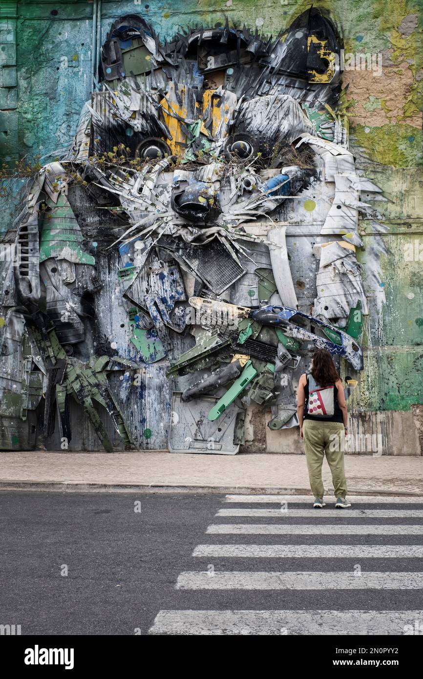 a tourist contemplates the artwork of big raccoon of recycled materials ...