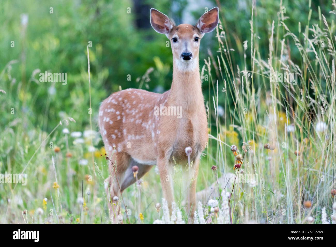 Young spotted White-Tailed Deer Fawn in the Summertime. Waterton ...
