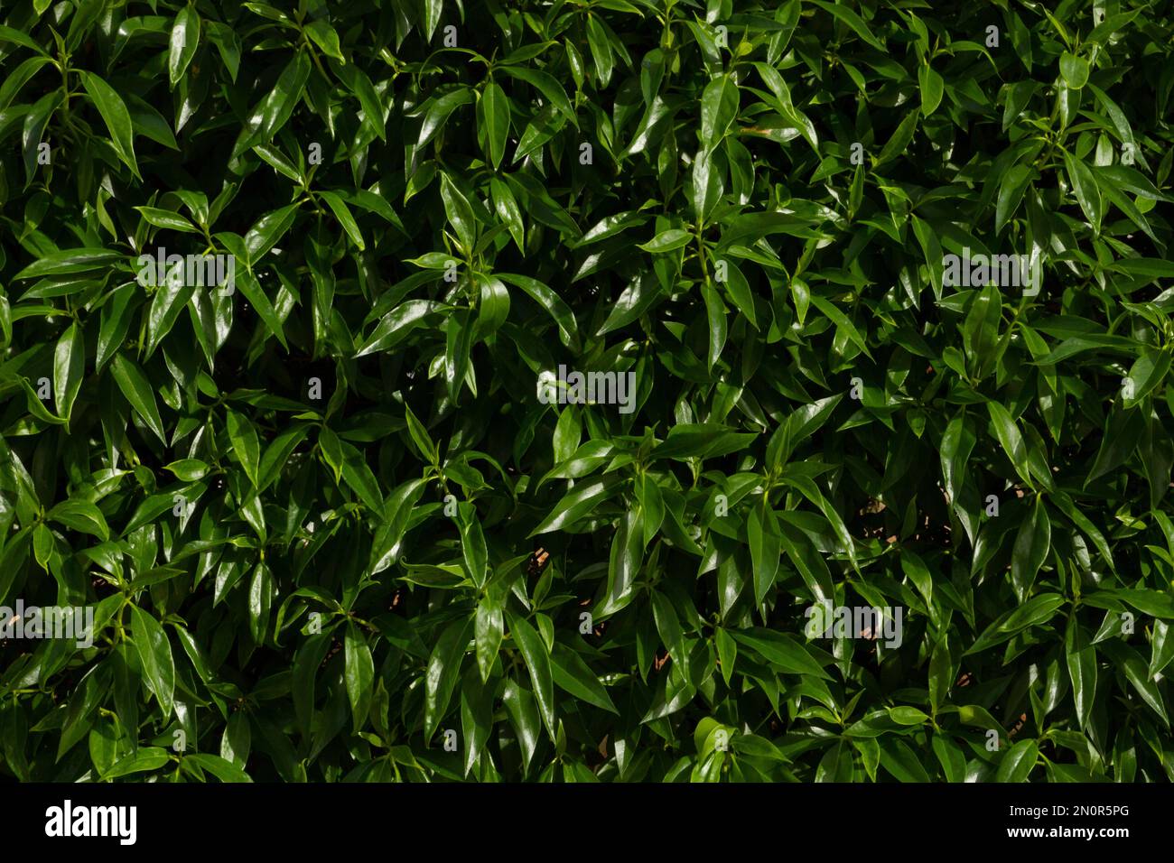 Green shiny leaves hi-res stock photography and images - Alamy