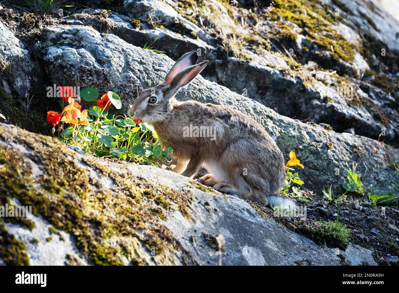 Brown hare eating Planted flowers Stock Photo - Alamy