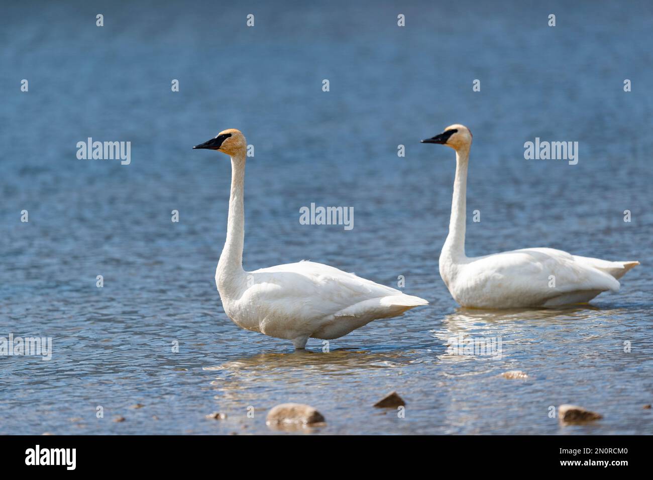 Trumpeter Swans in the summertime Waterton National Park Alberta ...