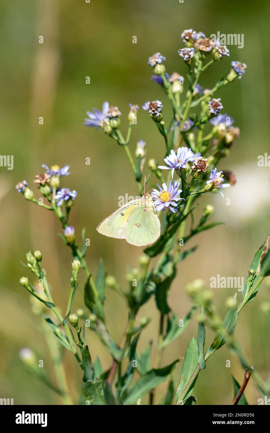 Green butterfly on a purple flower in the summertime, Waterton Lakes ...