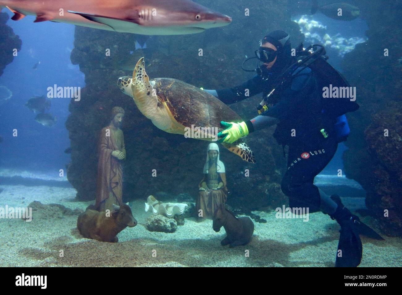 French diver Philippe Morel prepares an underwater Christmas crib ...