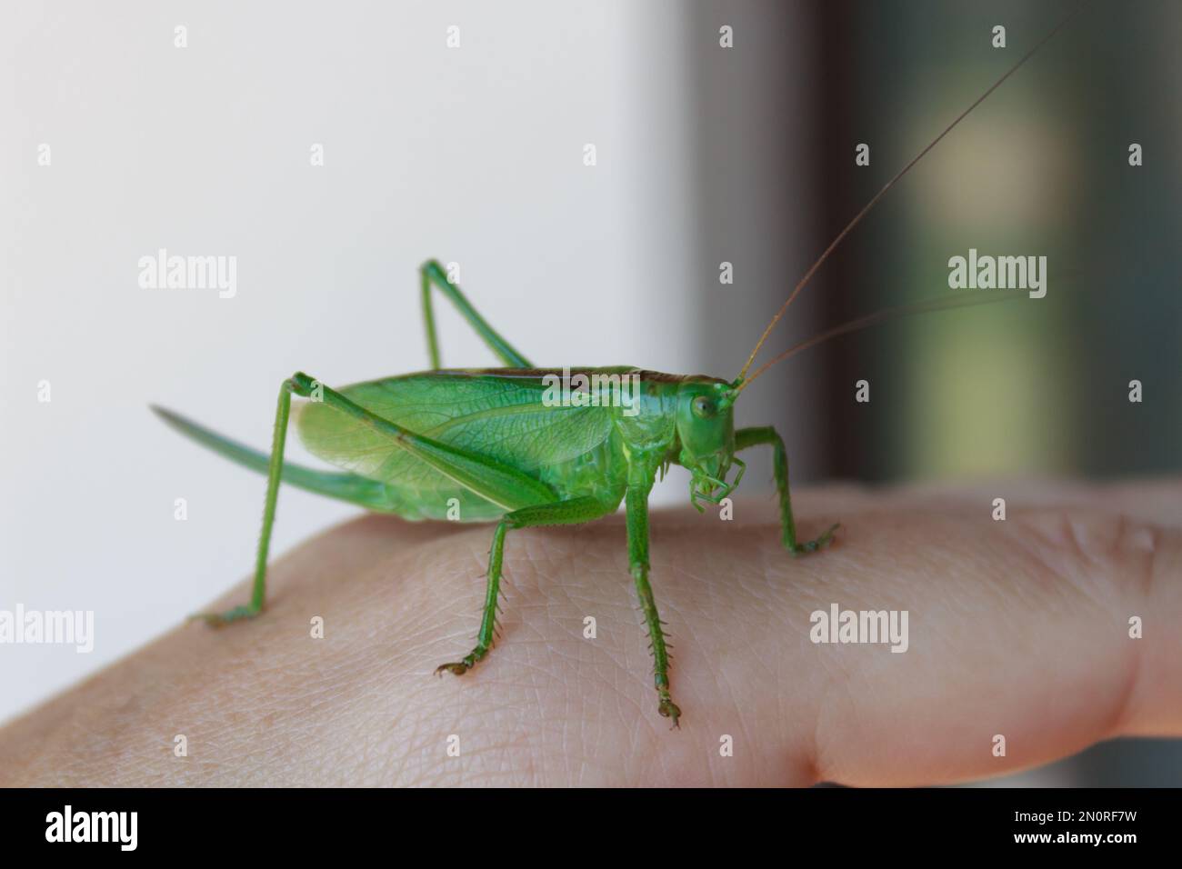 A large green grasshopper on a human hand photographed close up ...