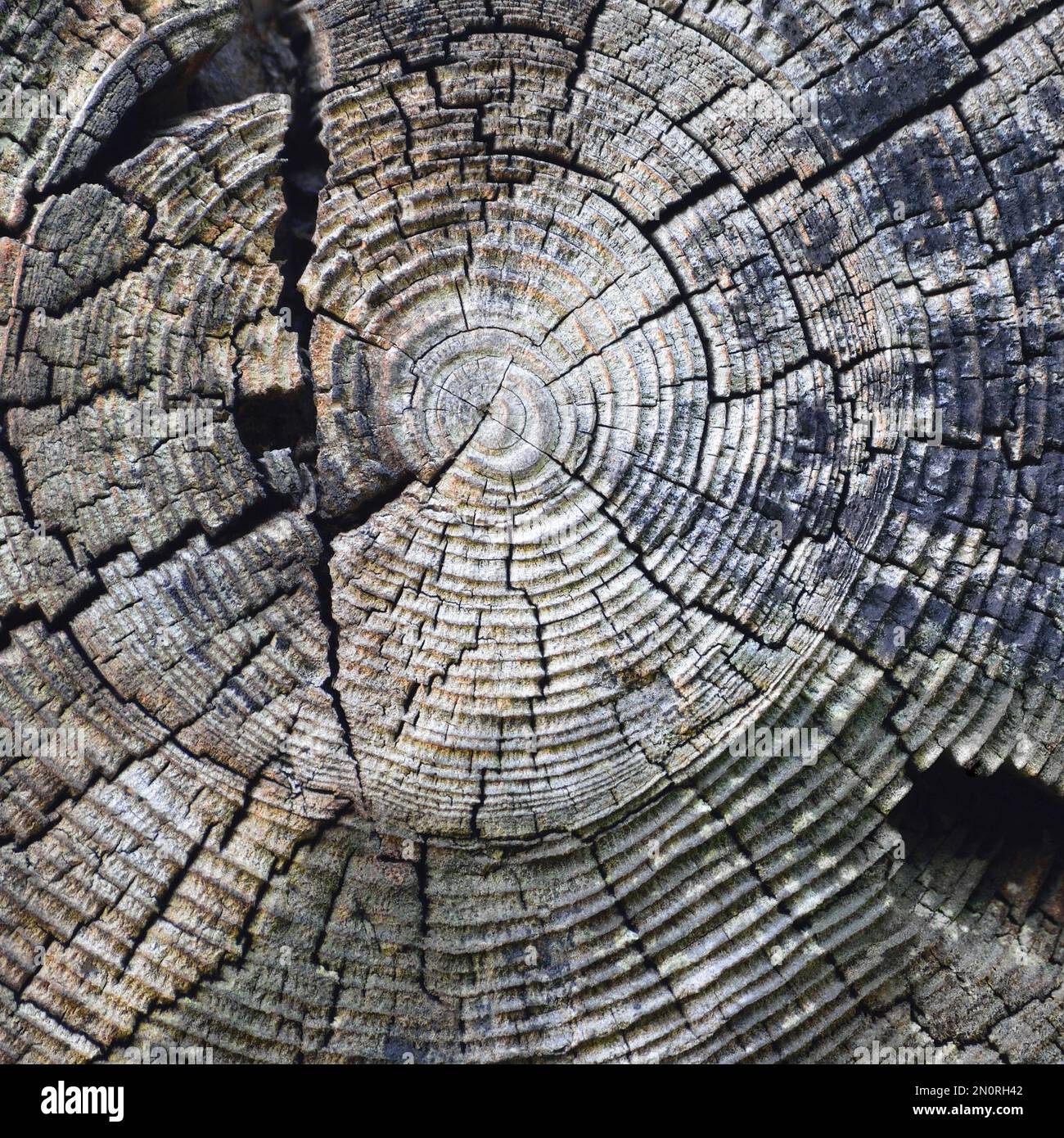 Natural Weathered Grey Taupe Brown Stump Cut Cross Section, Tree Trunk ...