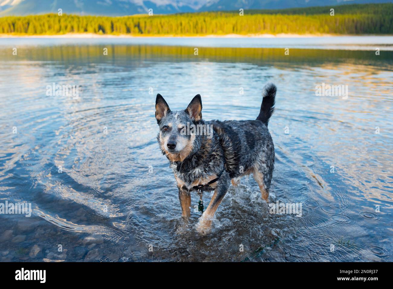 Blue Heeler dog playing in the water, Interlakes Campground Kananaskis ...