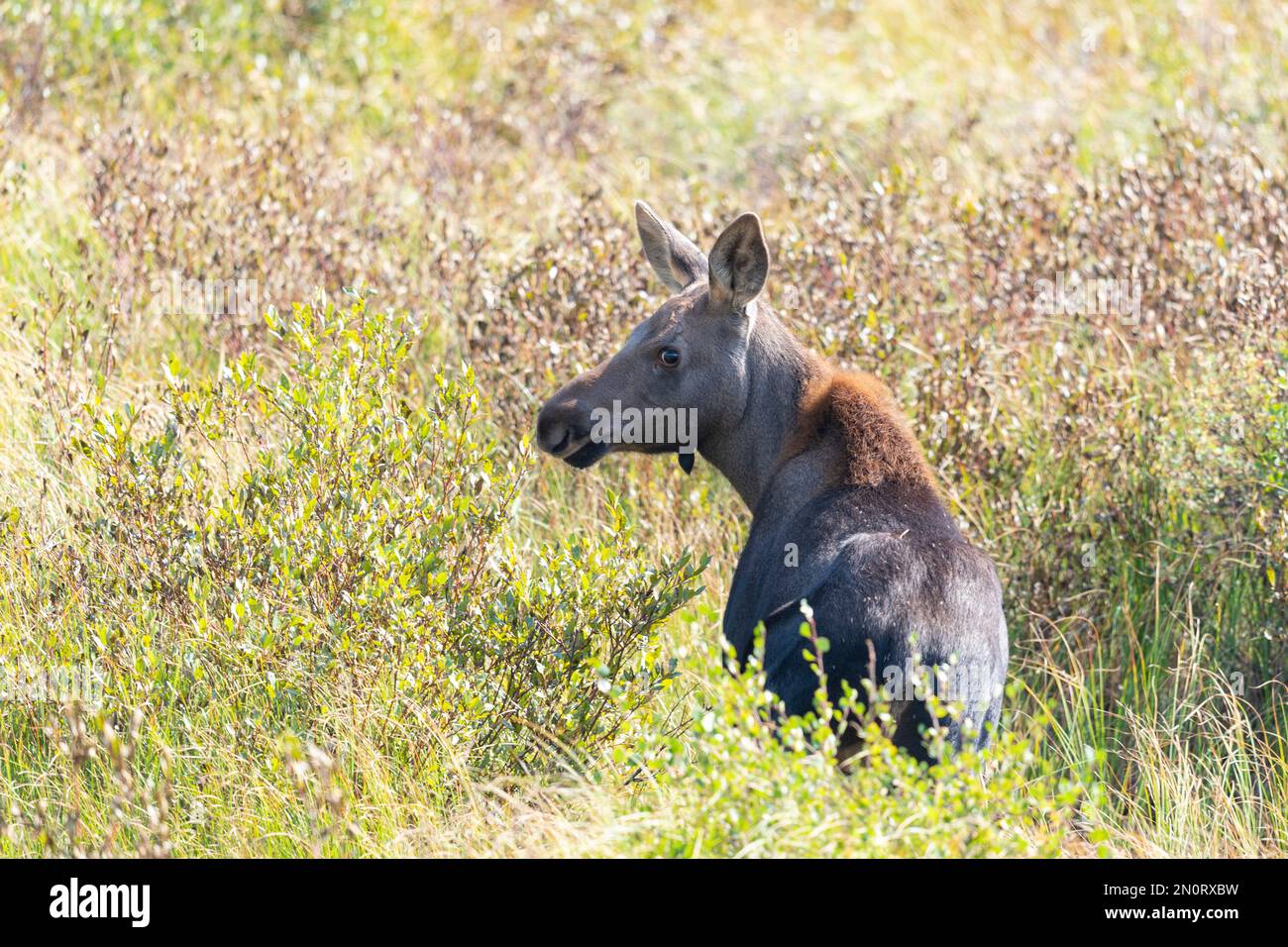 Canada wild moose mountain hi-res stock photography and images - Alamy