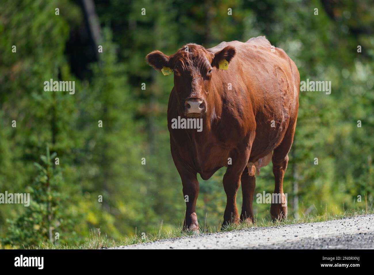 Rust brown farm cow grazing on a roadside in a forested mountain ...