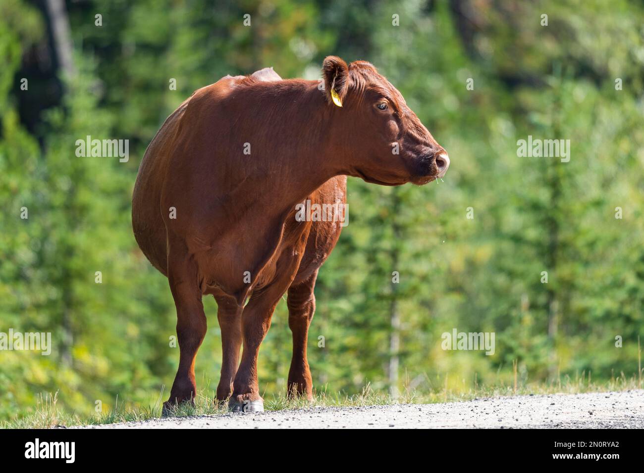Rust brown farm cow grazing on a roadside in a forested mountain ...