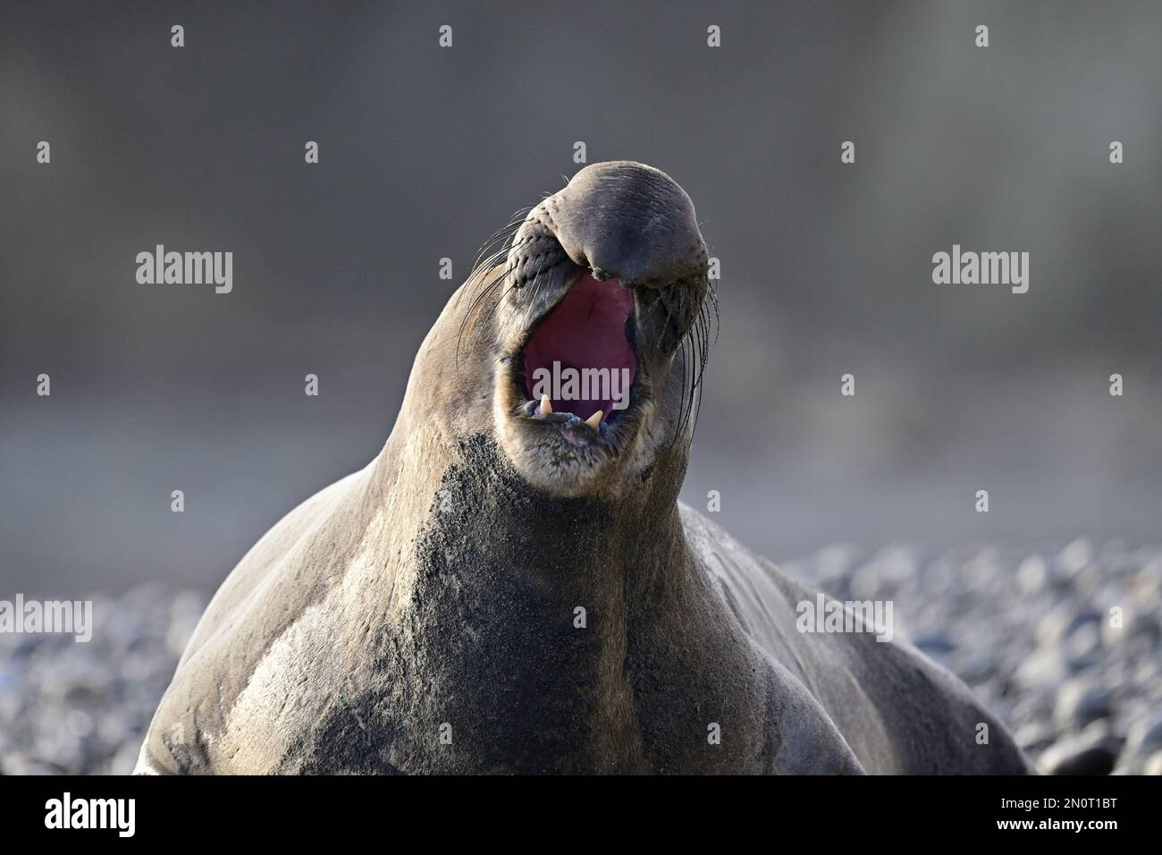 Northern Elephant Seal Barking - Año Nuevo State Park Beach, California Stock Photo - Alamy