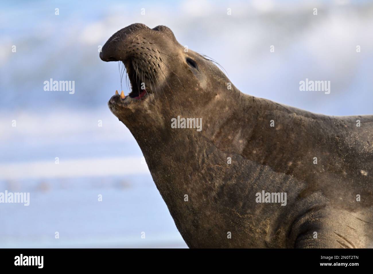 Northern Elephant Seal at Año Nuevo State Park Beach, California Stock Photo - Alamy