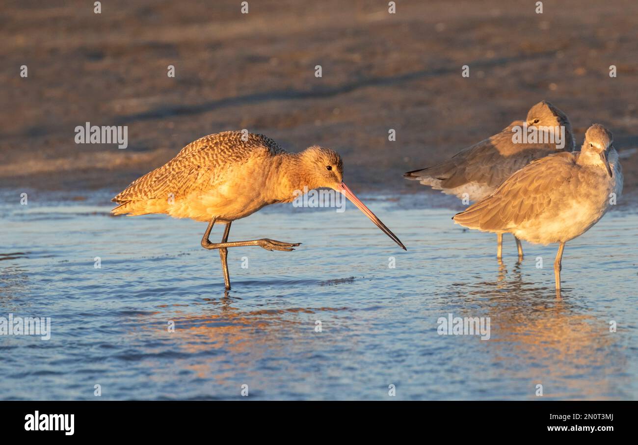 The marbled godwit (Limosa fedoa) feeding in the tidal marsh, Galveston ...