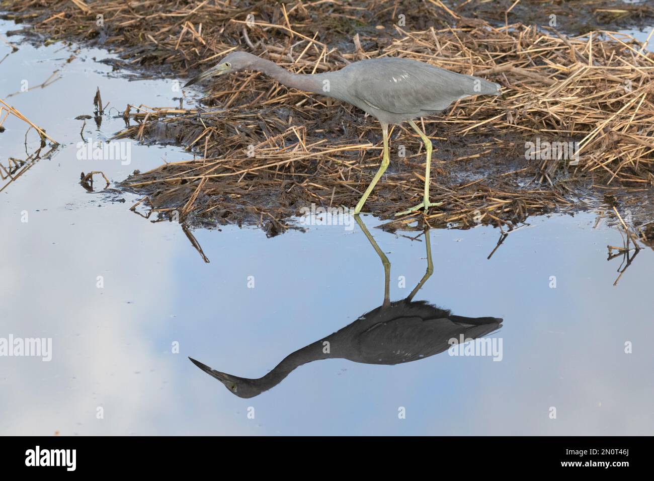 Little blue heron hunting in Brazos band state park, Texas Stock Photo ...