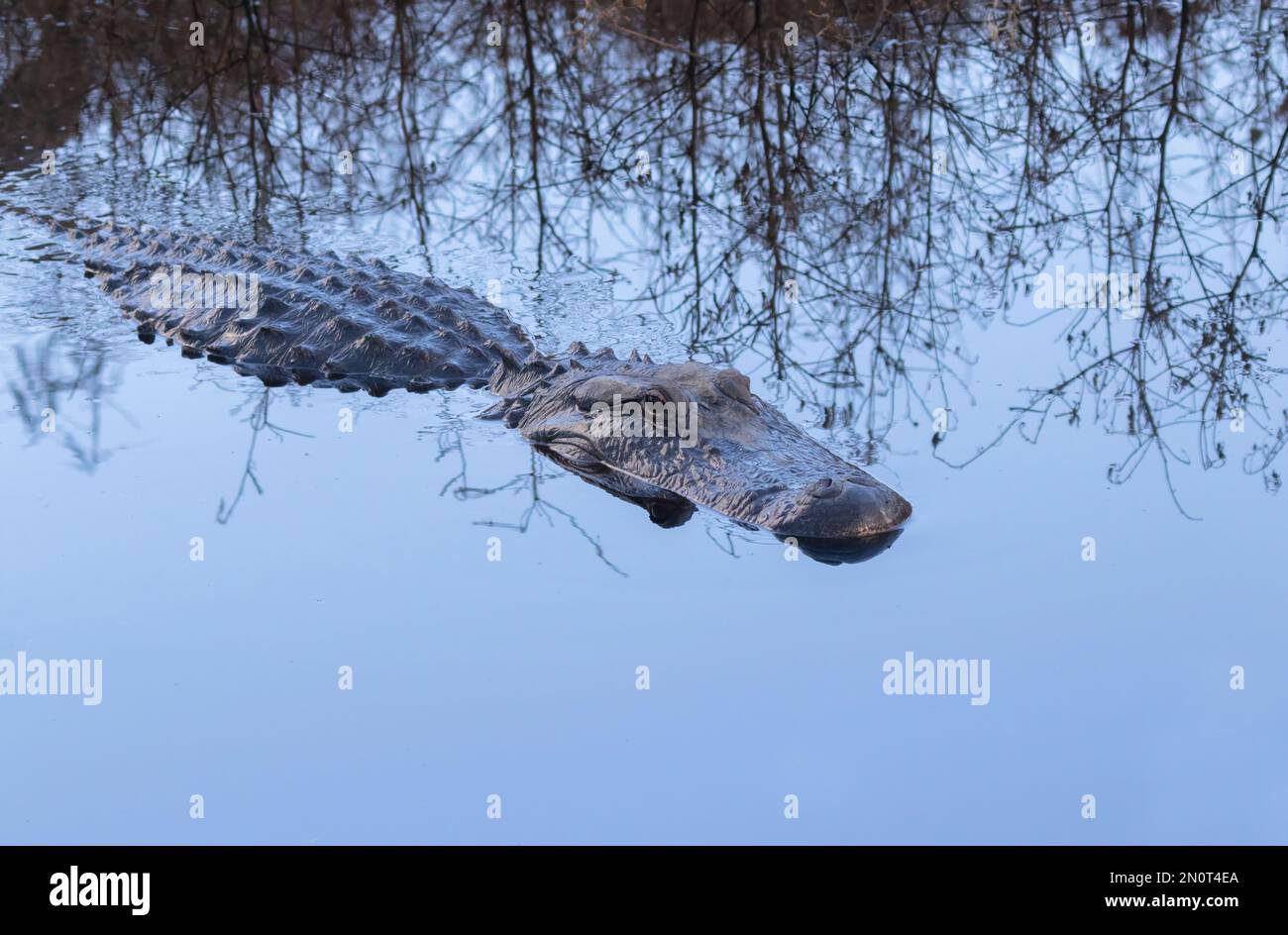 Blue Alligators