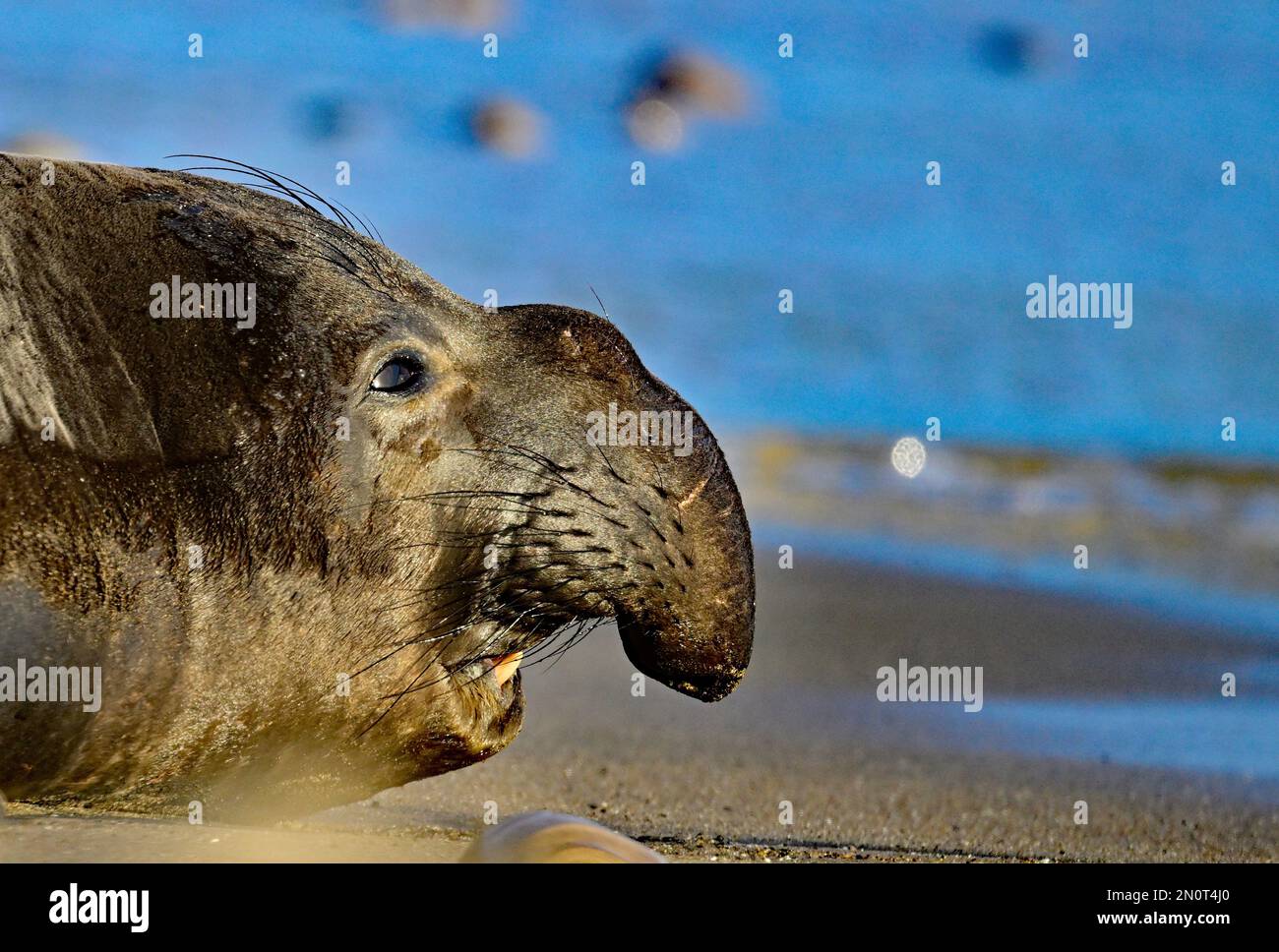 Northern Elephant Seal Smiling - Año Nuevo State Park Beach, California ...