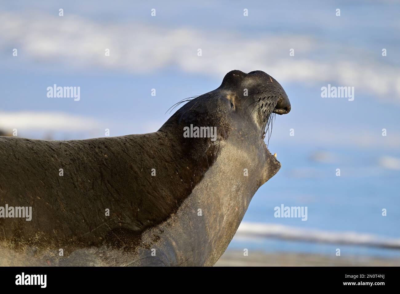 Northern Elephant Seal at Año Nuevo State Park Beach, California Stock Photo - Alamy