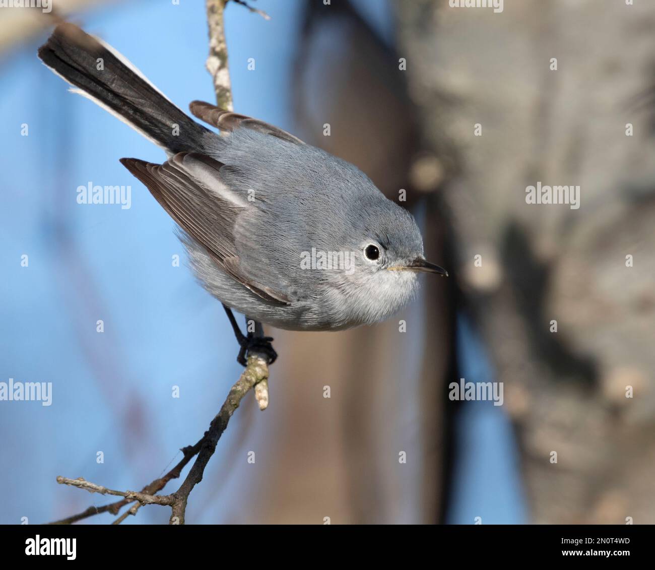 Grey gnatcatcher hi-res stock photography and images - Alamy