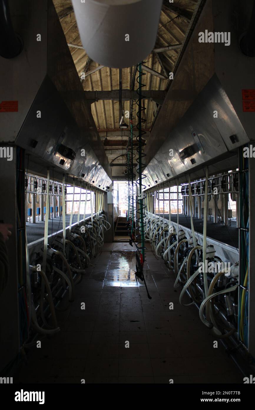 A vertical shot of the robotic milking machinery in the factory Stock ...